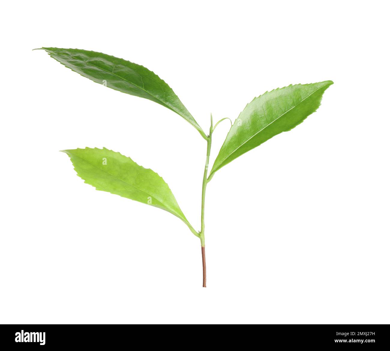 Closeup of leaves of tea plant camellia sinensis hi-res stock ...