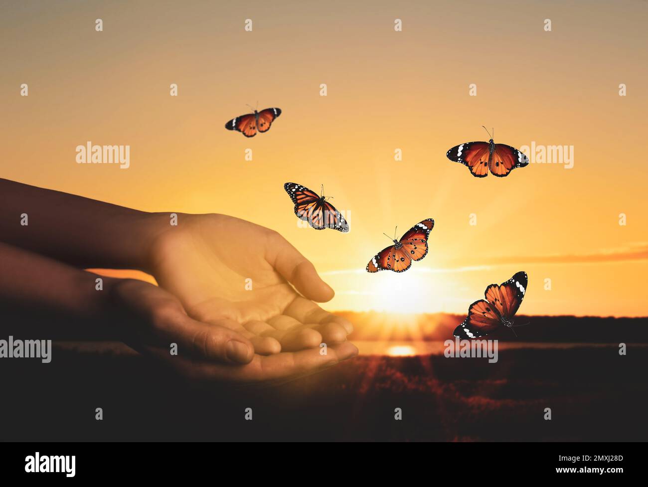 Hands releasing butterflies hi-res stock photography and images - Alamy
