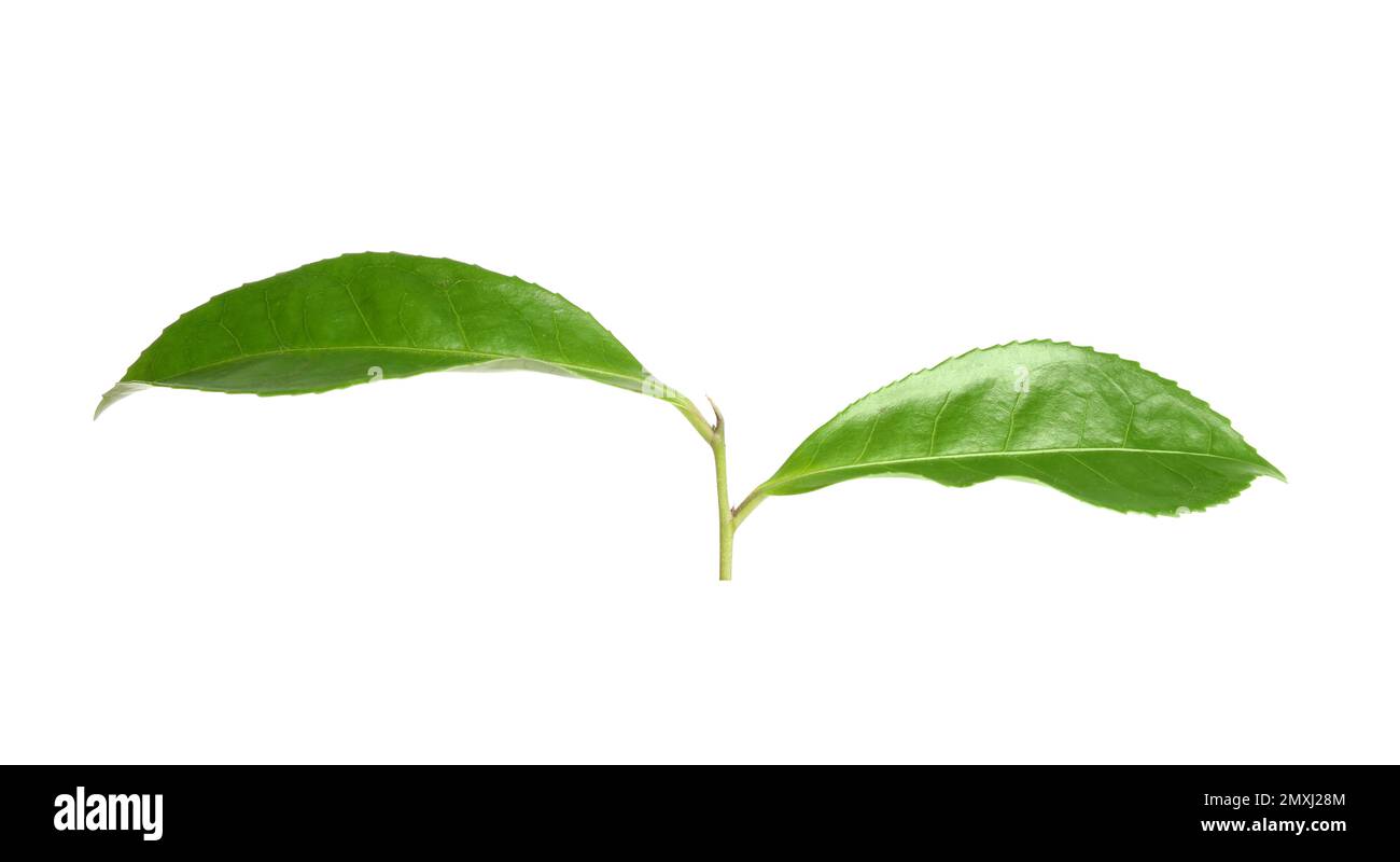 Green leaves of tea plant isolated on white Stock Photo - Alamy