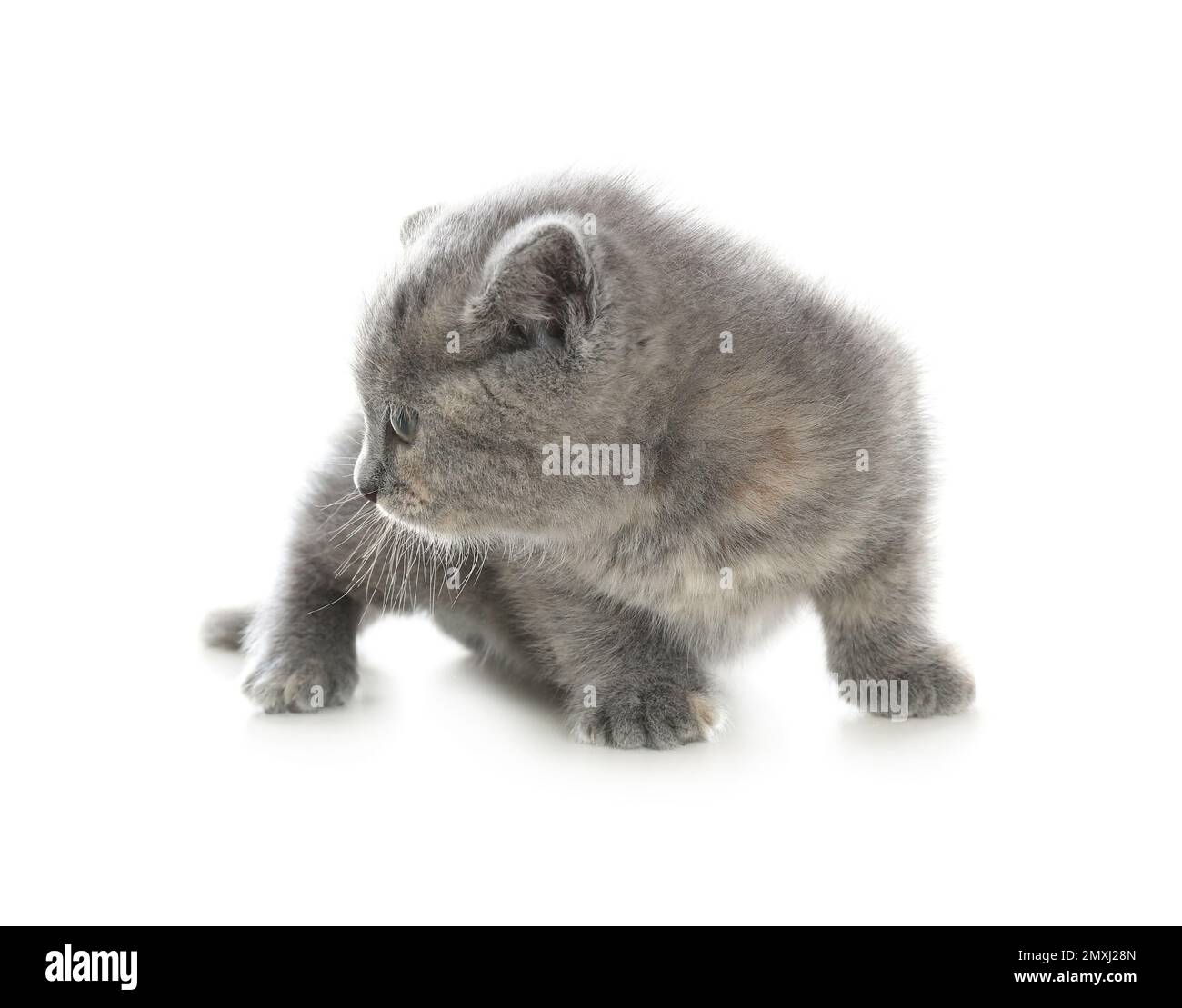 Muzzle cute british kitten hi-res stock photography and images - Alamy