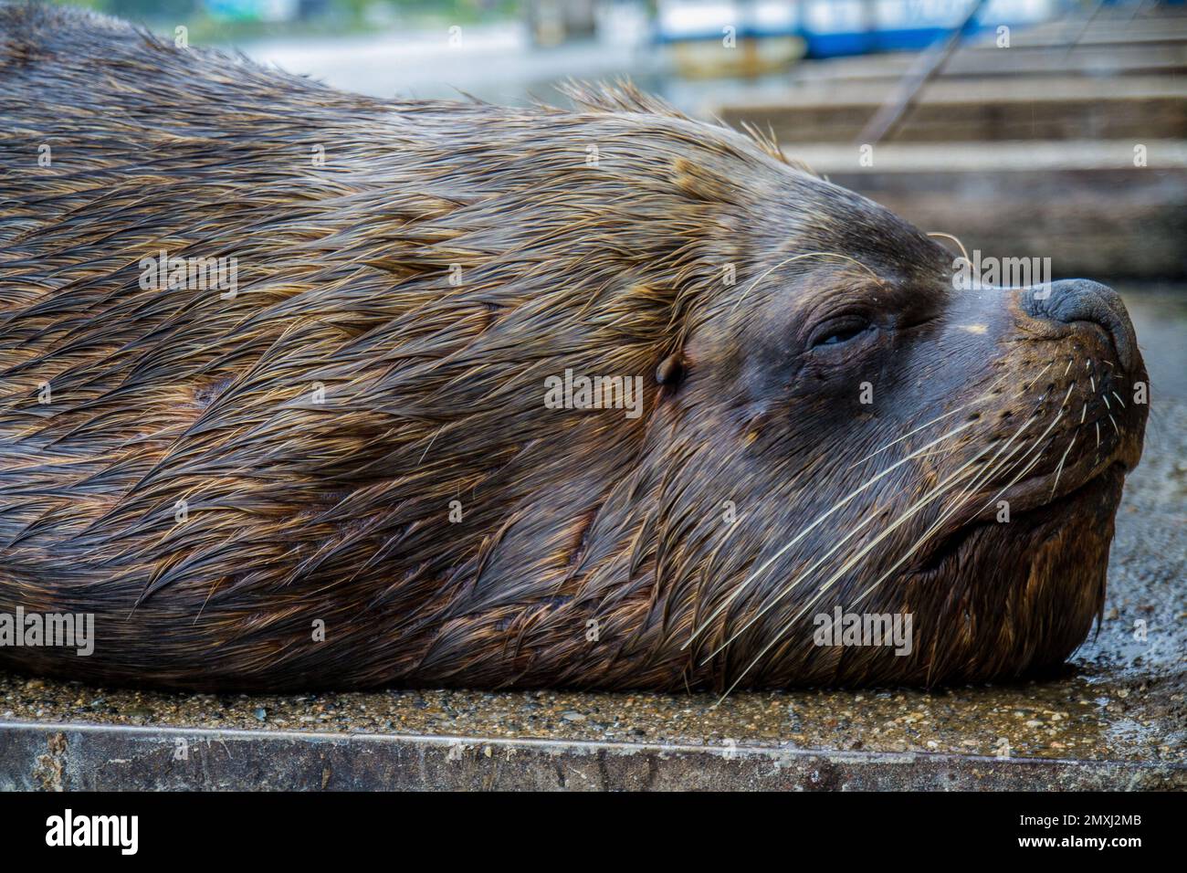 Sleeping beaver hi-res stock photography and images - Alamy
