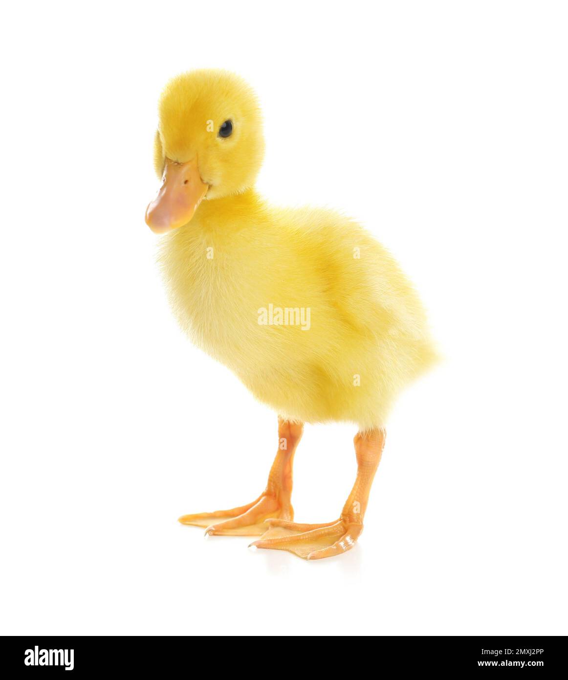 Cute fluffy baby duckling on white background Stock Photo - Alamy