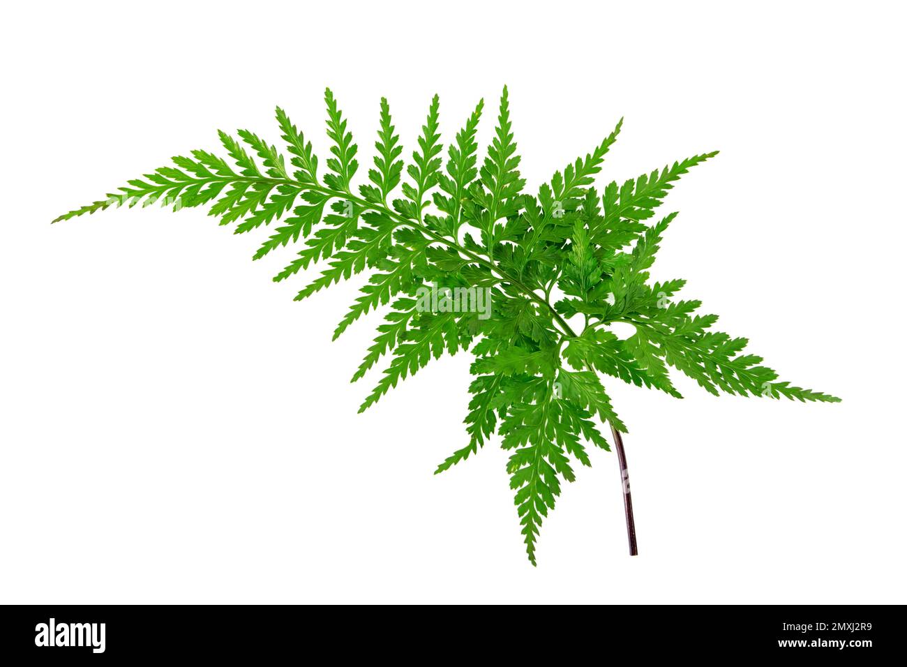 Rumohra adiantiformis or leather fern or leatherleaf fern glossy dark ...
