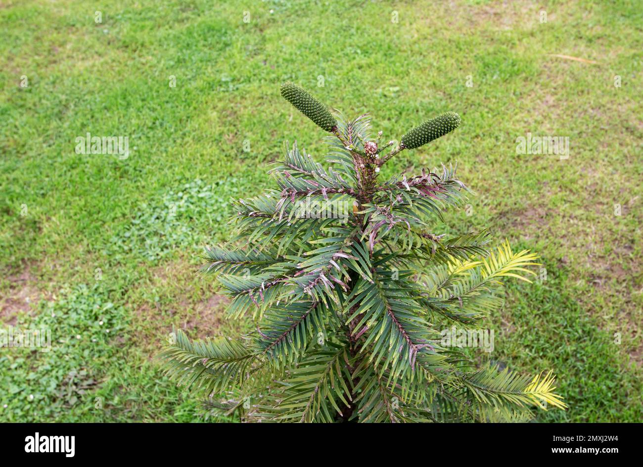 Wollemia nobilis young cultivated plant with male pollen cones. Wollemi ...