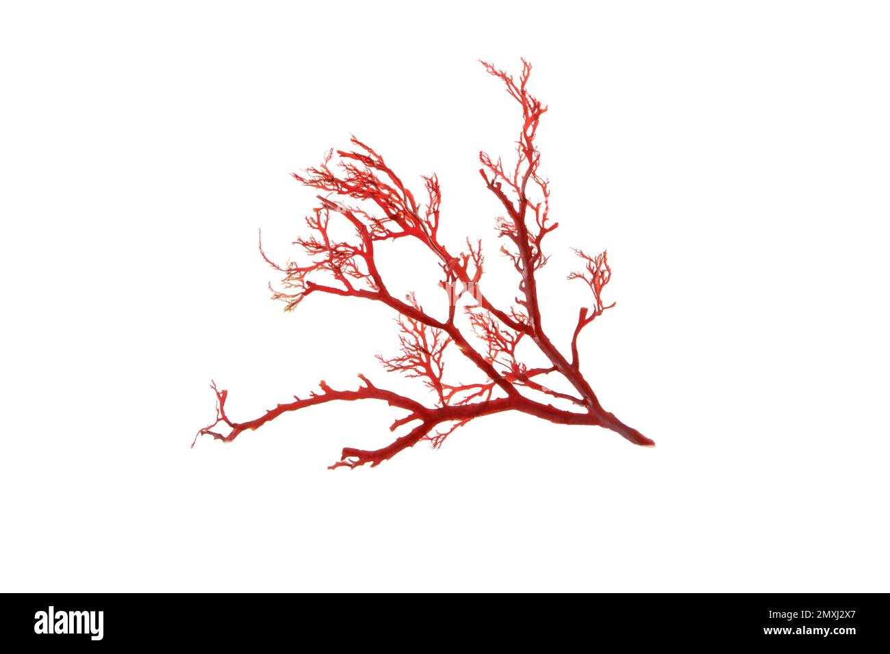 Rhodophyta red algae branch isolated on white Stock Photo - Alamy