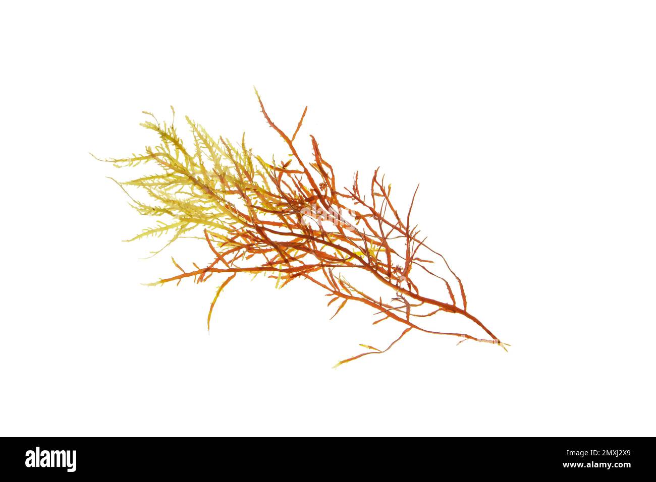 Colorful red and green seaweed branch branch isolated on white ...