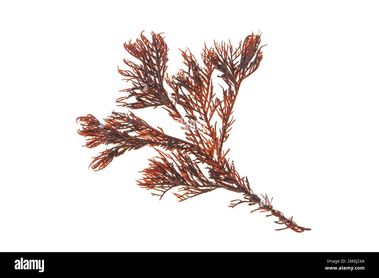 Red algae or rhodophyta seaweed branch isolated on white Stock Photo ...