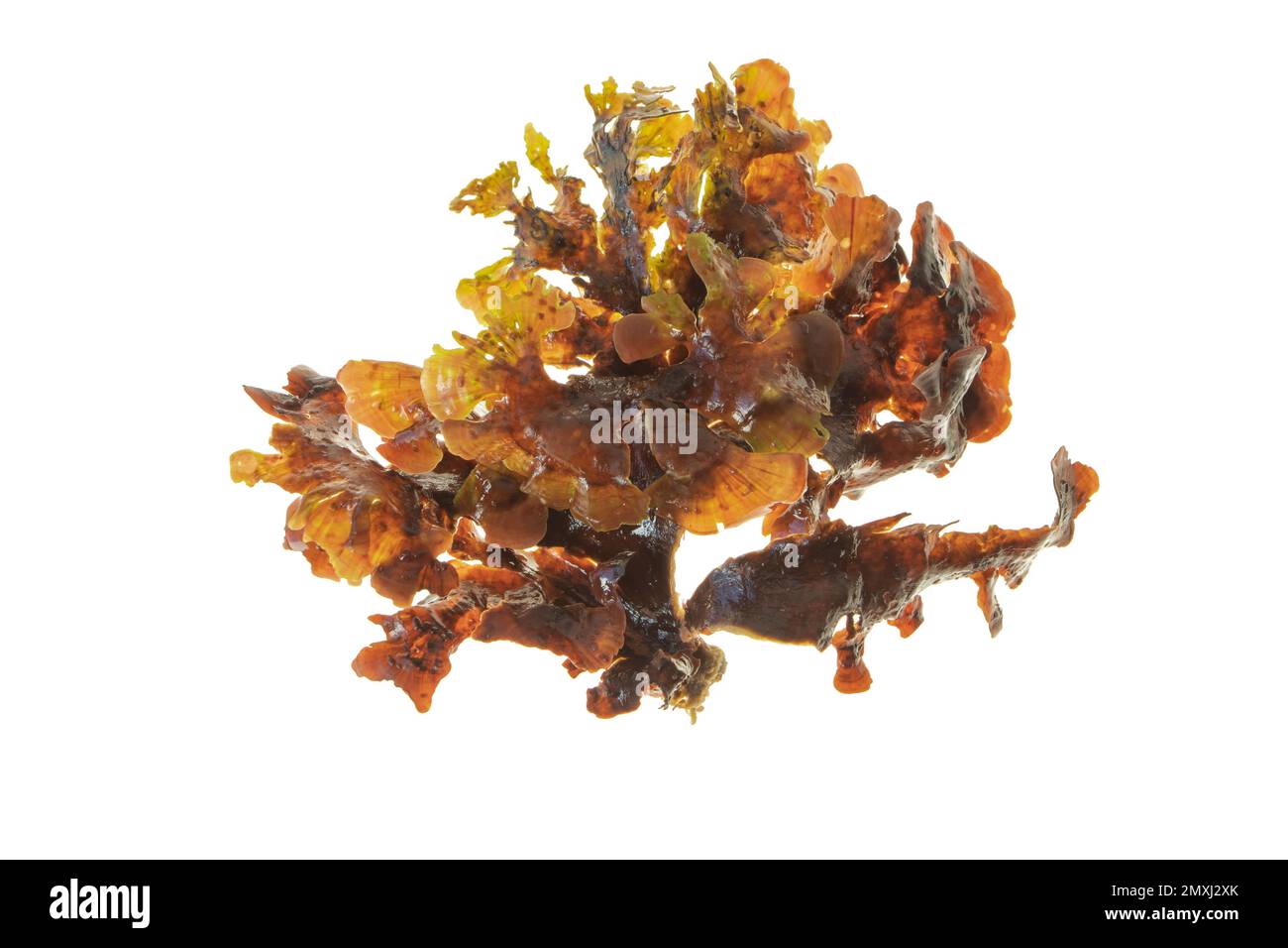 Red seaweed with leafy curly blades branch isolated on white Stock ...
