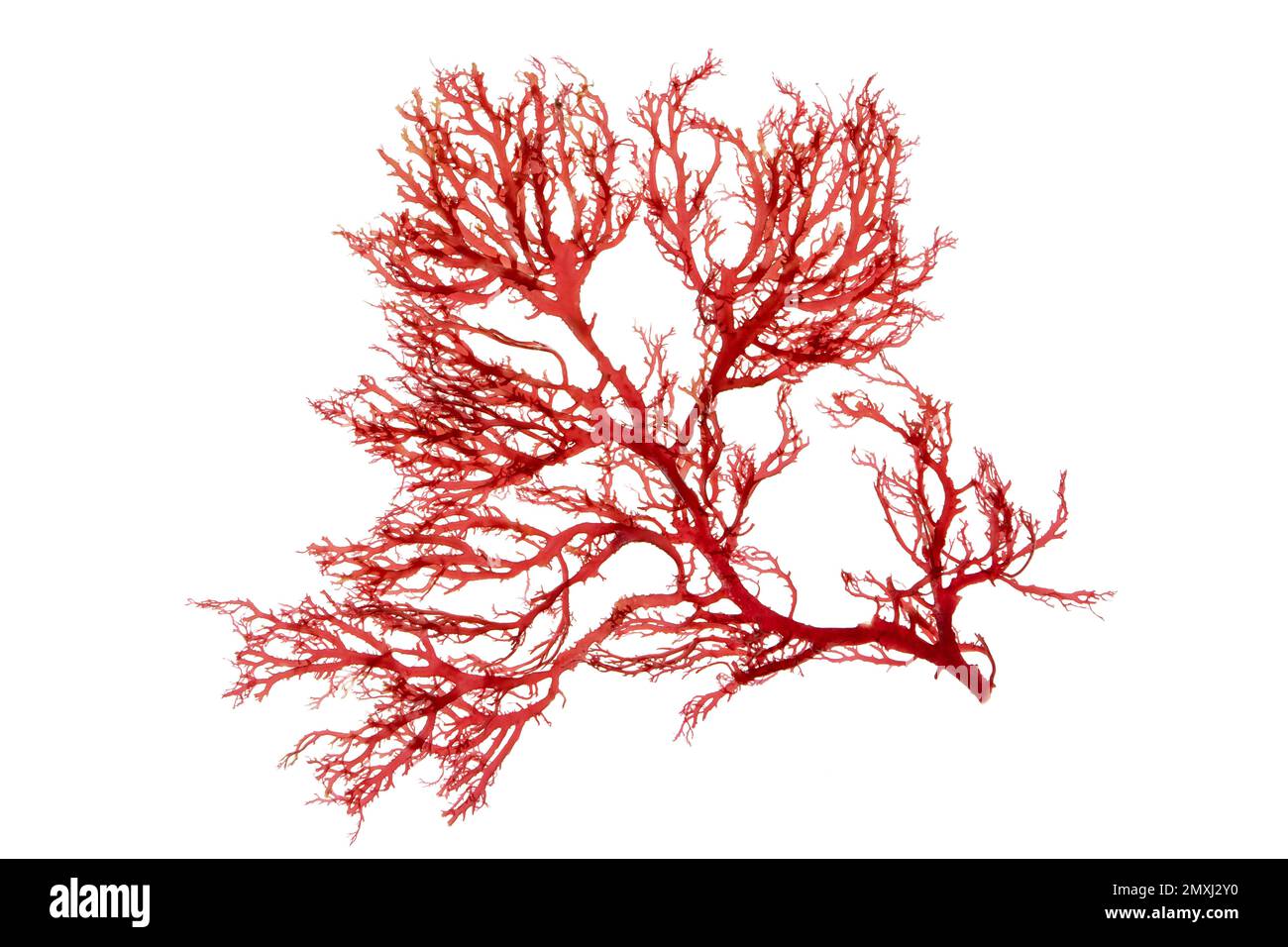 Red seaweed or rhodophyta algae branch isolated on white Stock Photo ...