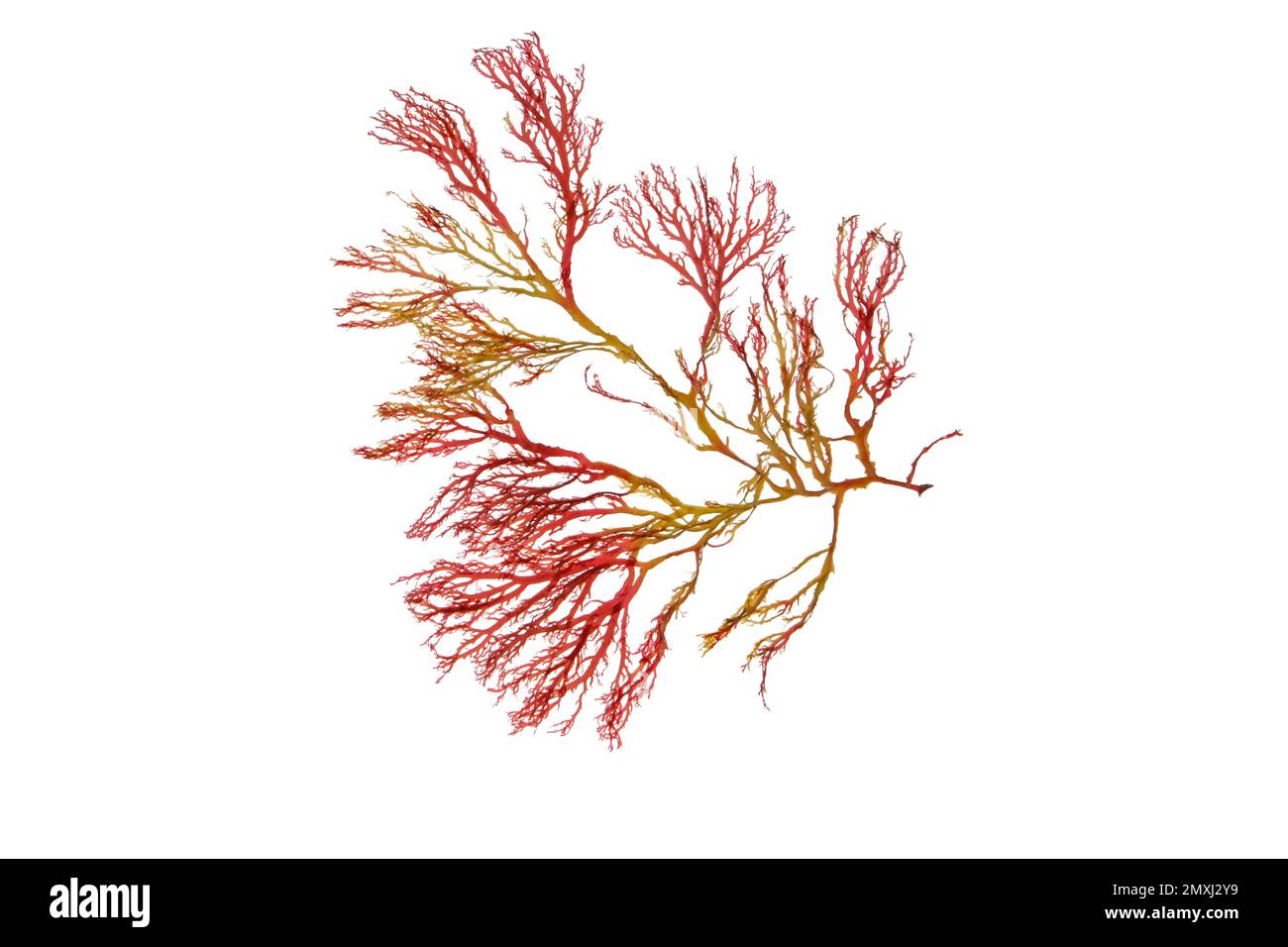 Red seaweed branch isolated on white.Rhodophyta algae Stock Photo - Alamy