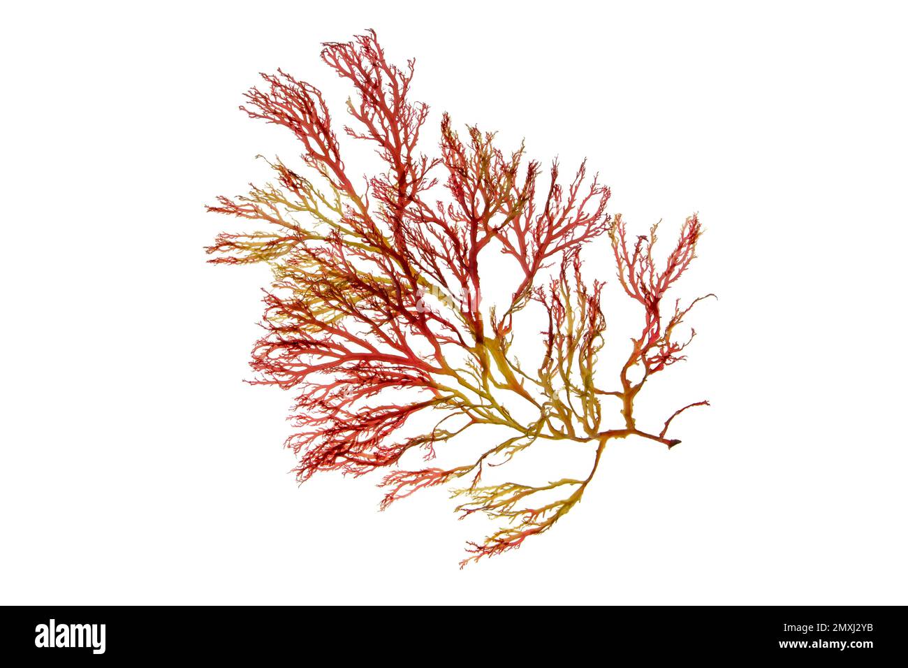 Rhodophyta algae. Red seaweed branch isolated on white Stock Photo - Alamy