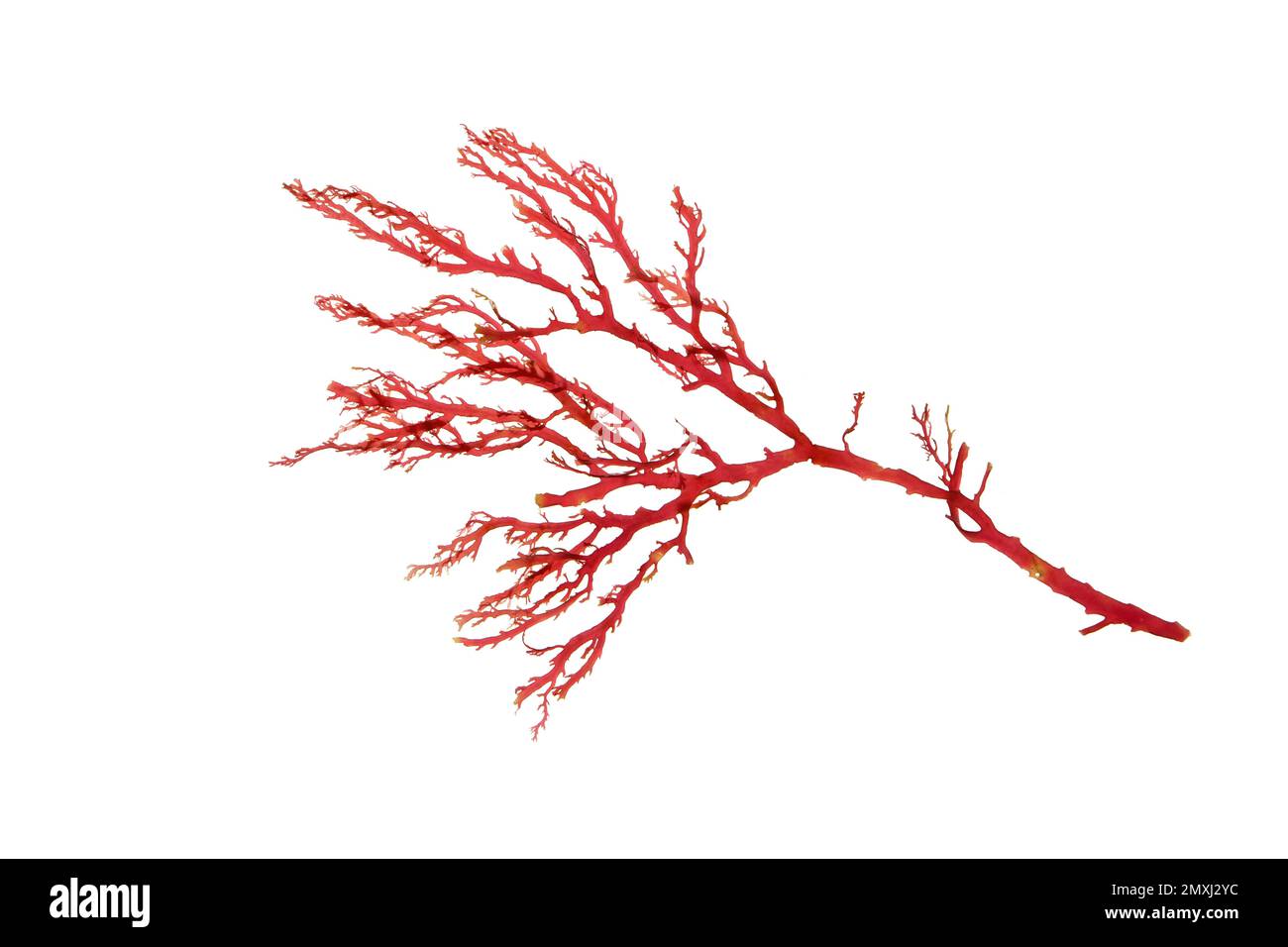 Rhodophyta. Red algae branch isolated on white Stock Photo - Alamy