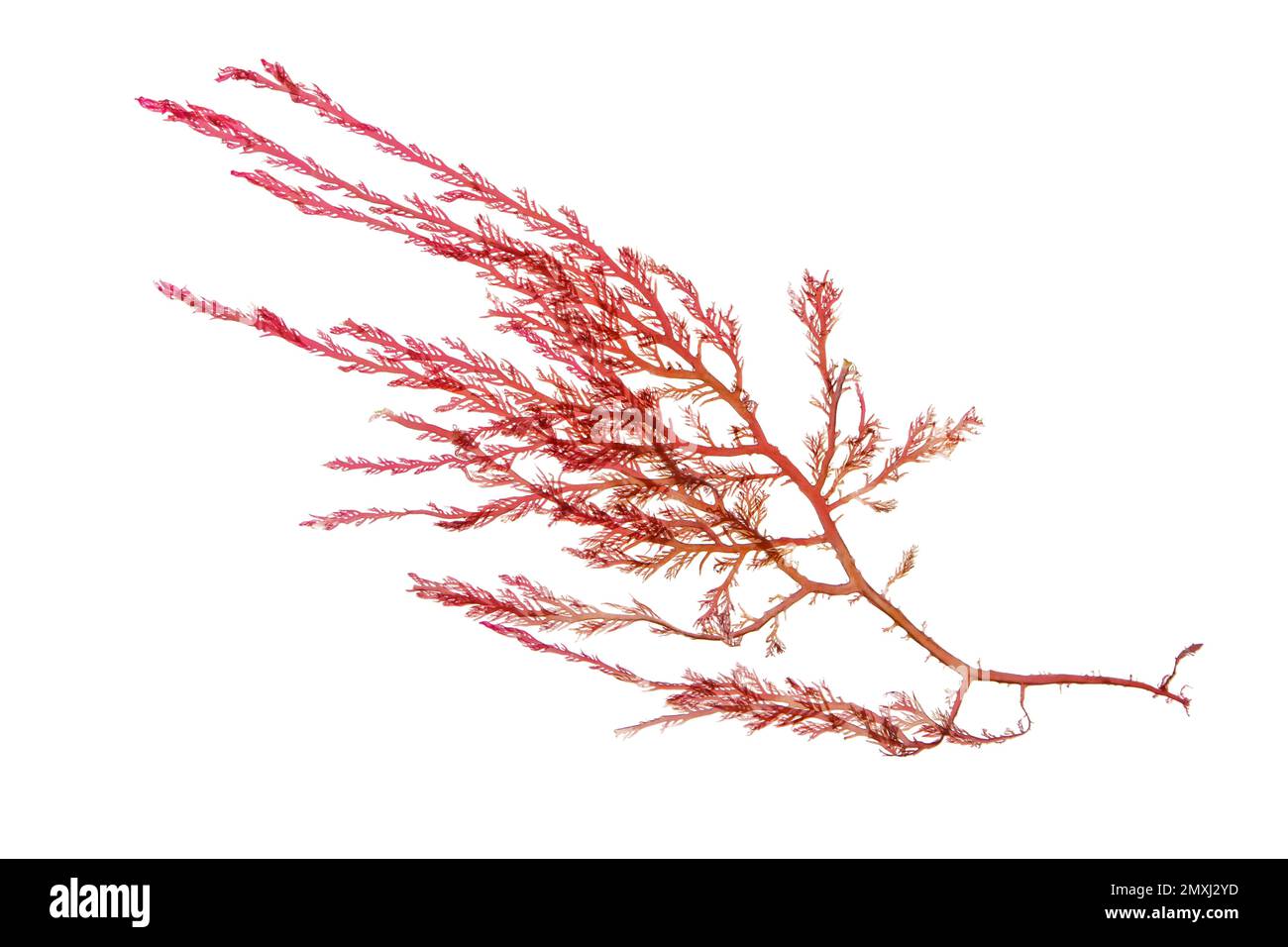 Red seaweed or rhodophyta algae branch isolated on white Stock Photo ...