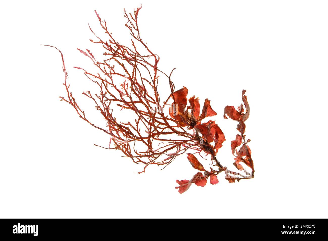 Red seaweed or rhodophyta algae branch isolated on white Stock Photo - Alamy