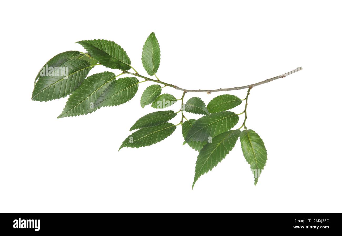 Branch of elm tree with young fresh green leaves isolated on white ...