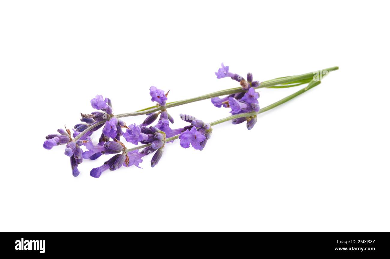 Beautiful fresh lavender flowers isolated on white Stock Photo - Alamy