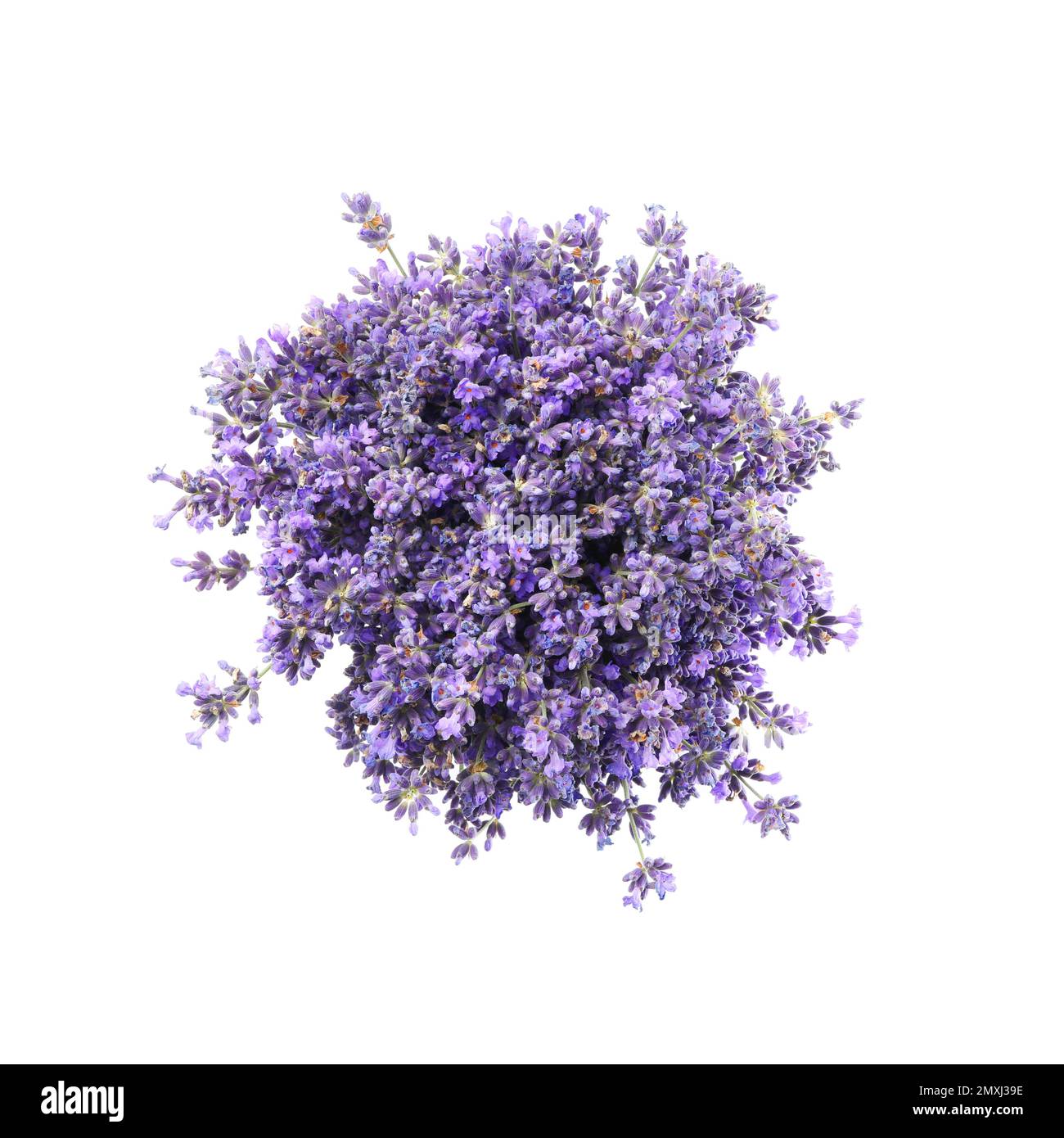 Beautiful blooming lavender flowers on white background, top view Stock ...