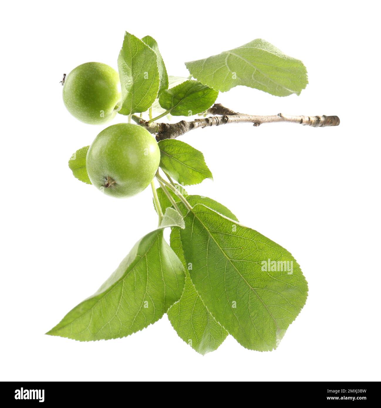 Apples on branch Cut Out Stock Images & Pictures - Alamy