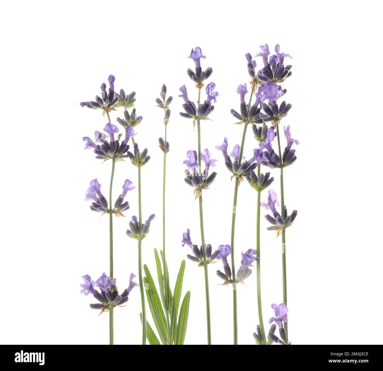 Lavender new leaves hi-res stock photography and images - Alamy