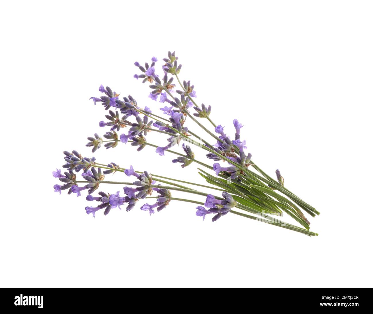Lavender detail Cut Out Stock Images & Pictures - Alamy