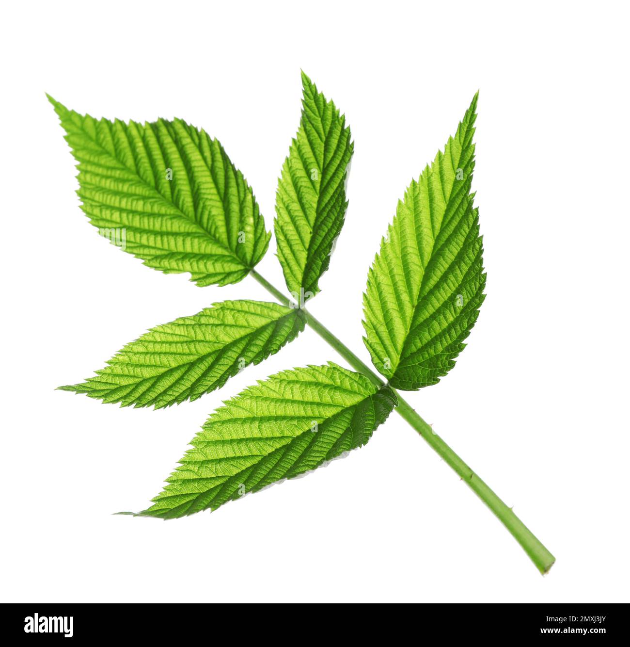 Fresh green raspberry leaves isolated on white Stock Photo - Alamy