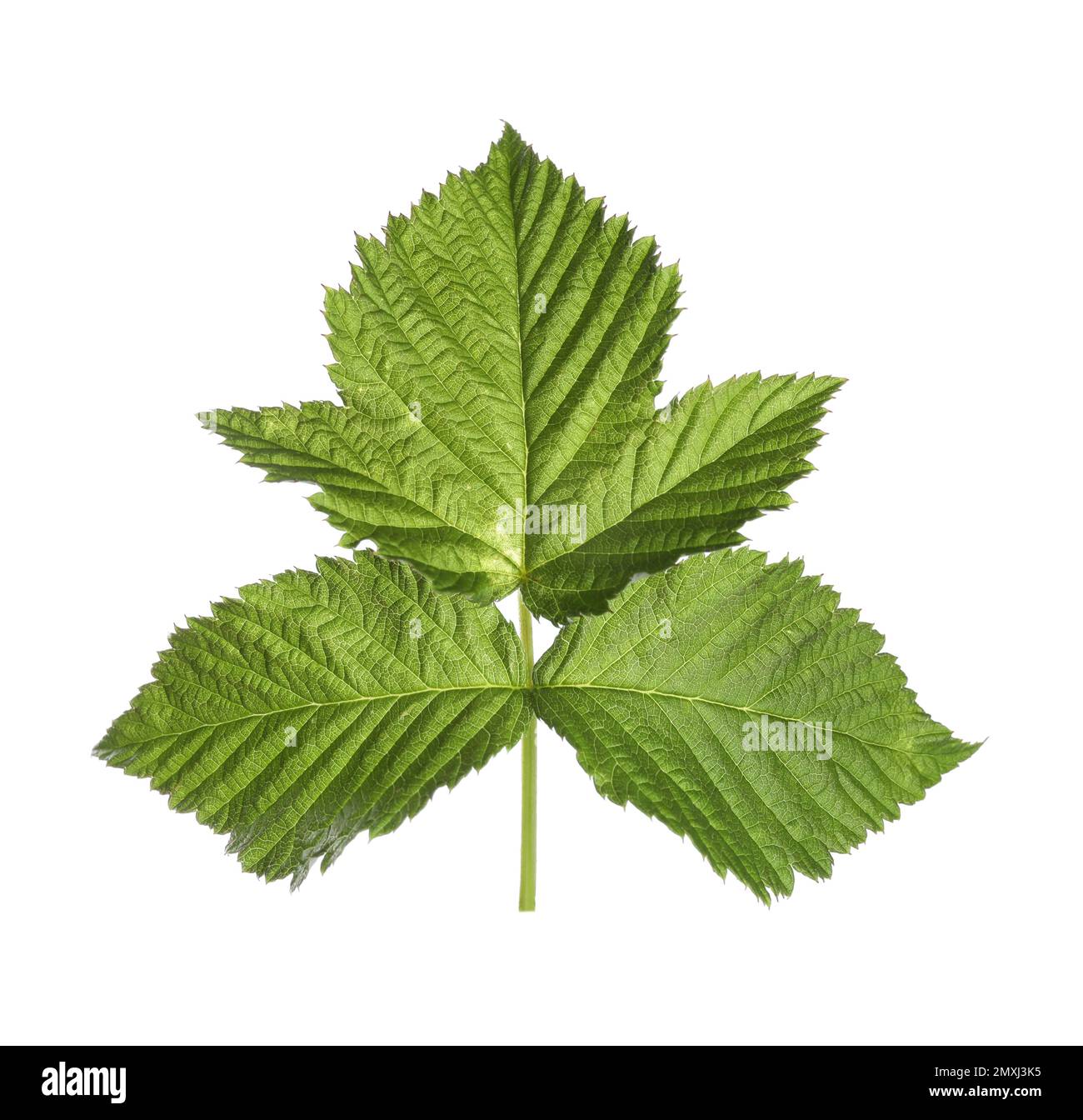 Fresh green raspberry leaves isolated on white Stock Photo - Alamy