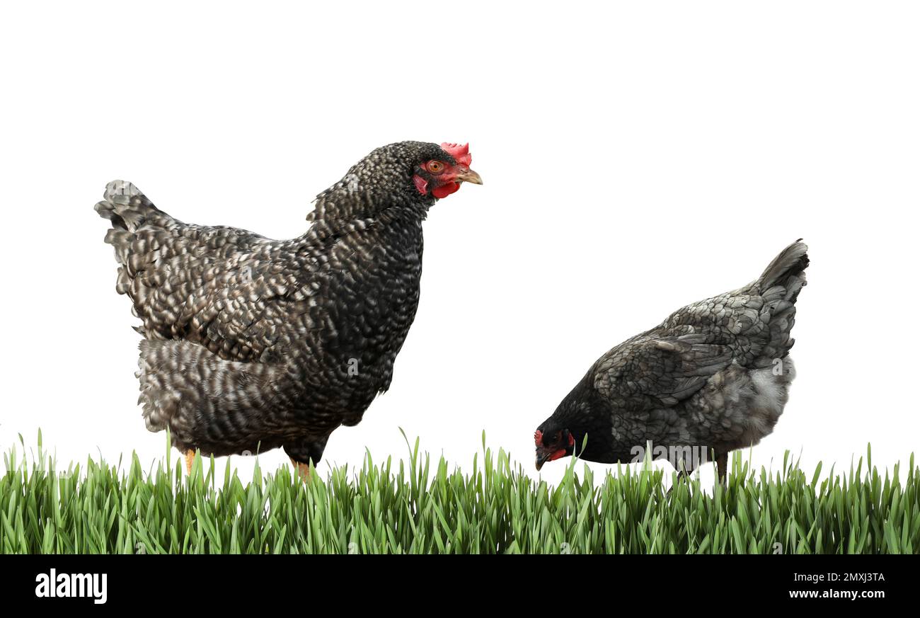 Grass background chickens hi-res stock photography and images - Alamy