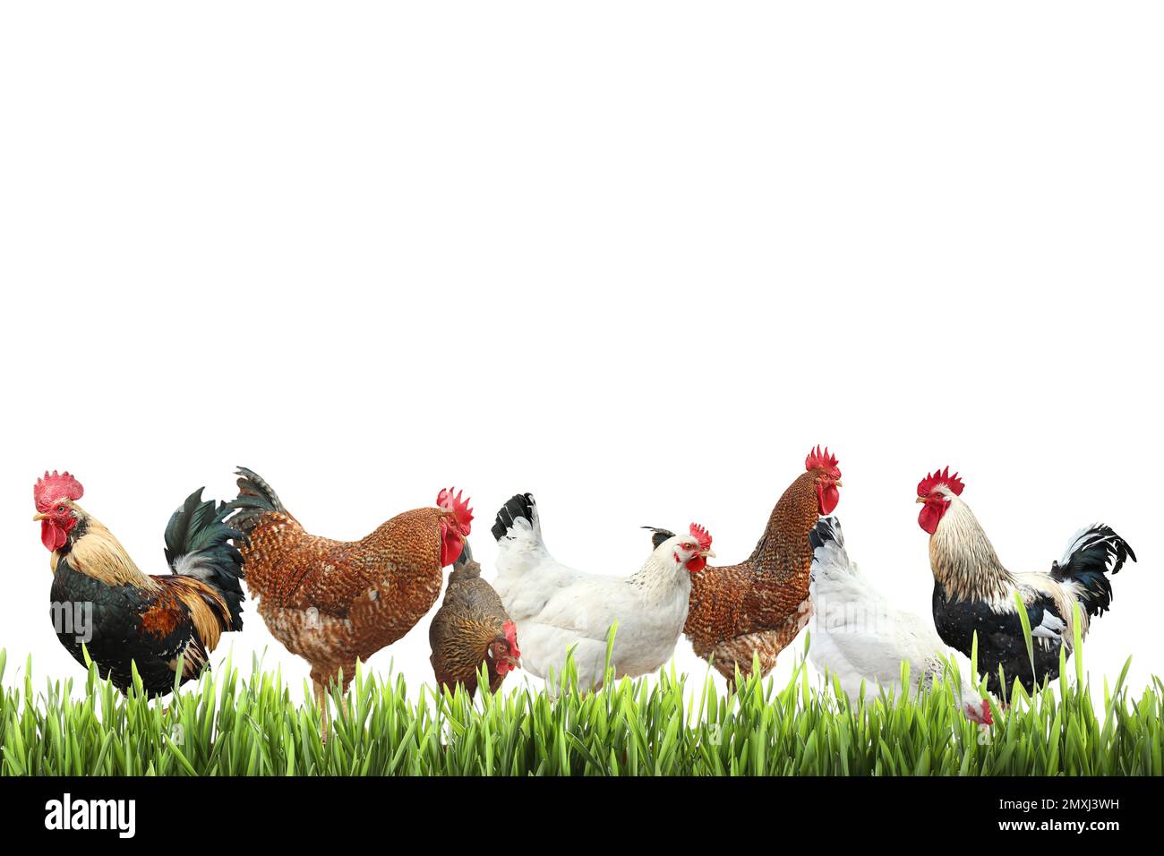 Beautiful chickens on fresh green grass against white background Stock ...