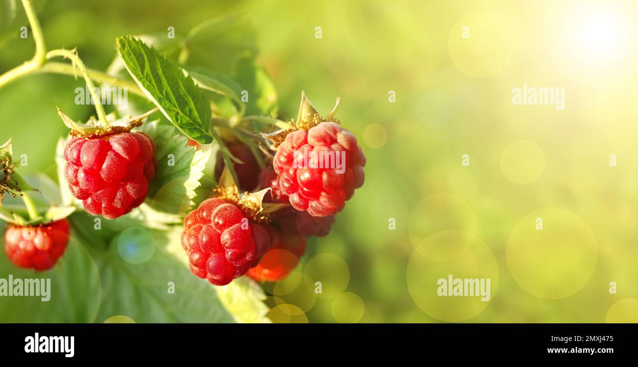Branch with delicious ripe raspberries on bush, banner design. Space ...