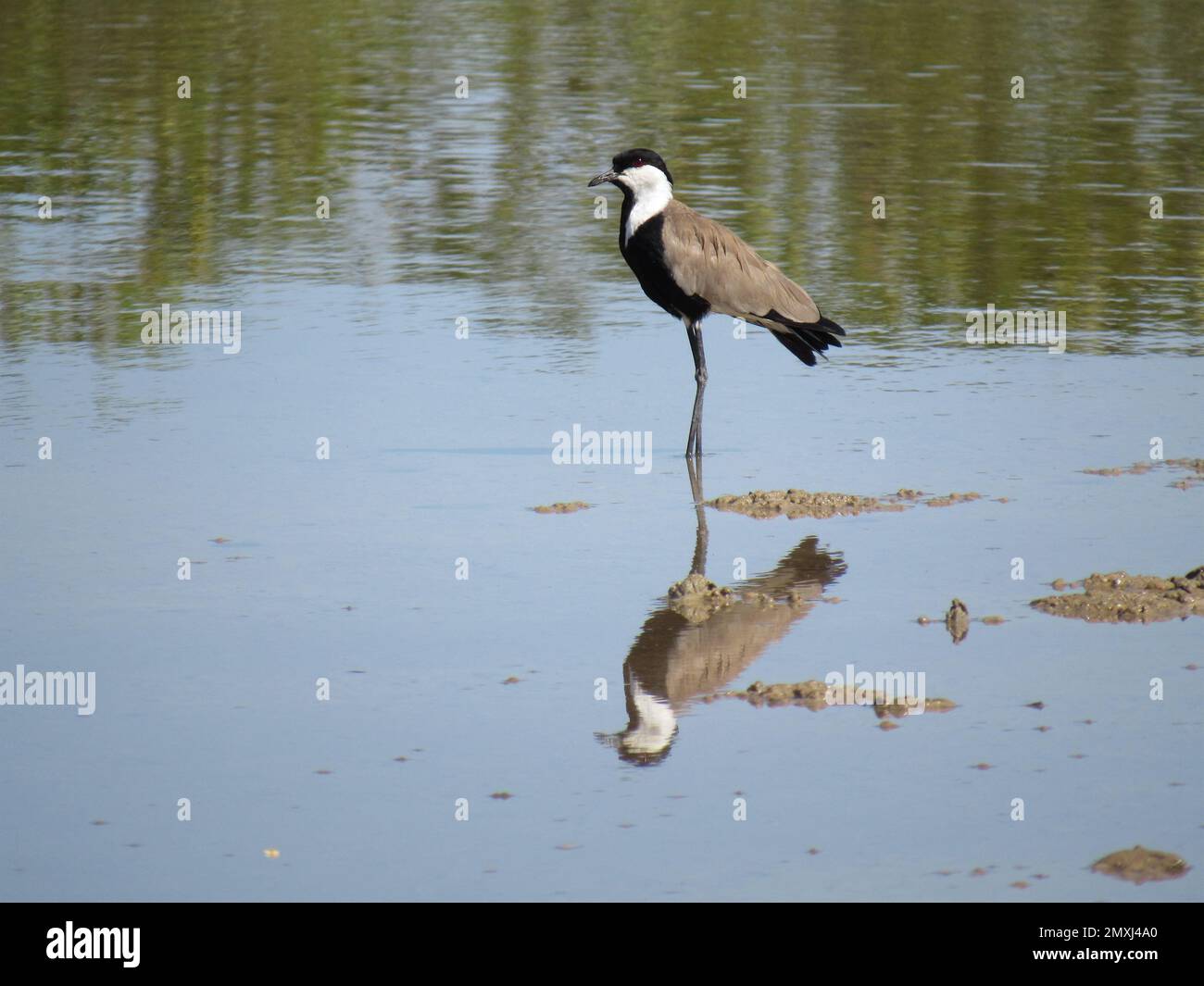 A spur-winged lapwing (vanellus spinosus) wading in water Stock Photo ...