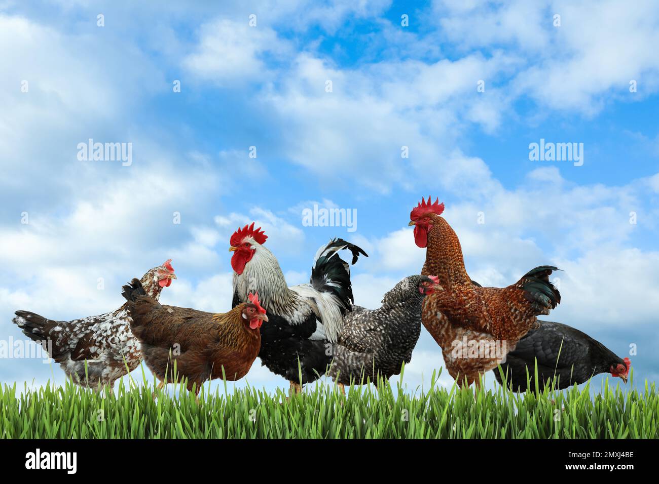 Beautiful chickens on fresh green grass outdoors Stock Photo - Alamy