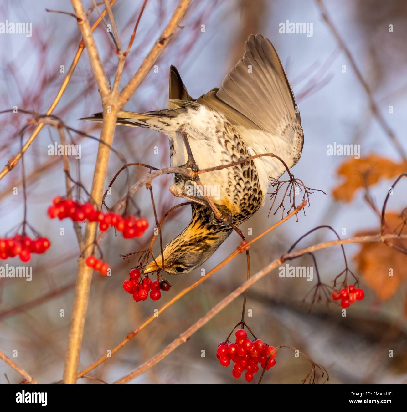 A Fieldfare bird splashing wings on tree with red rowan plants and a ...