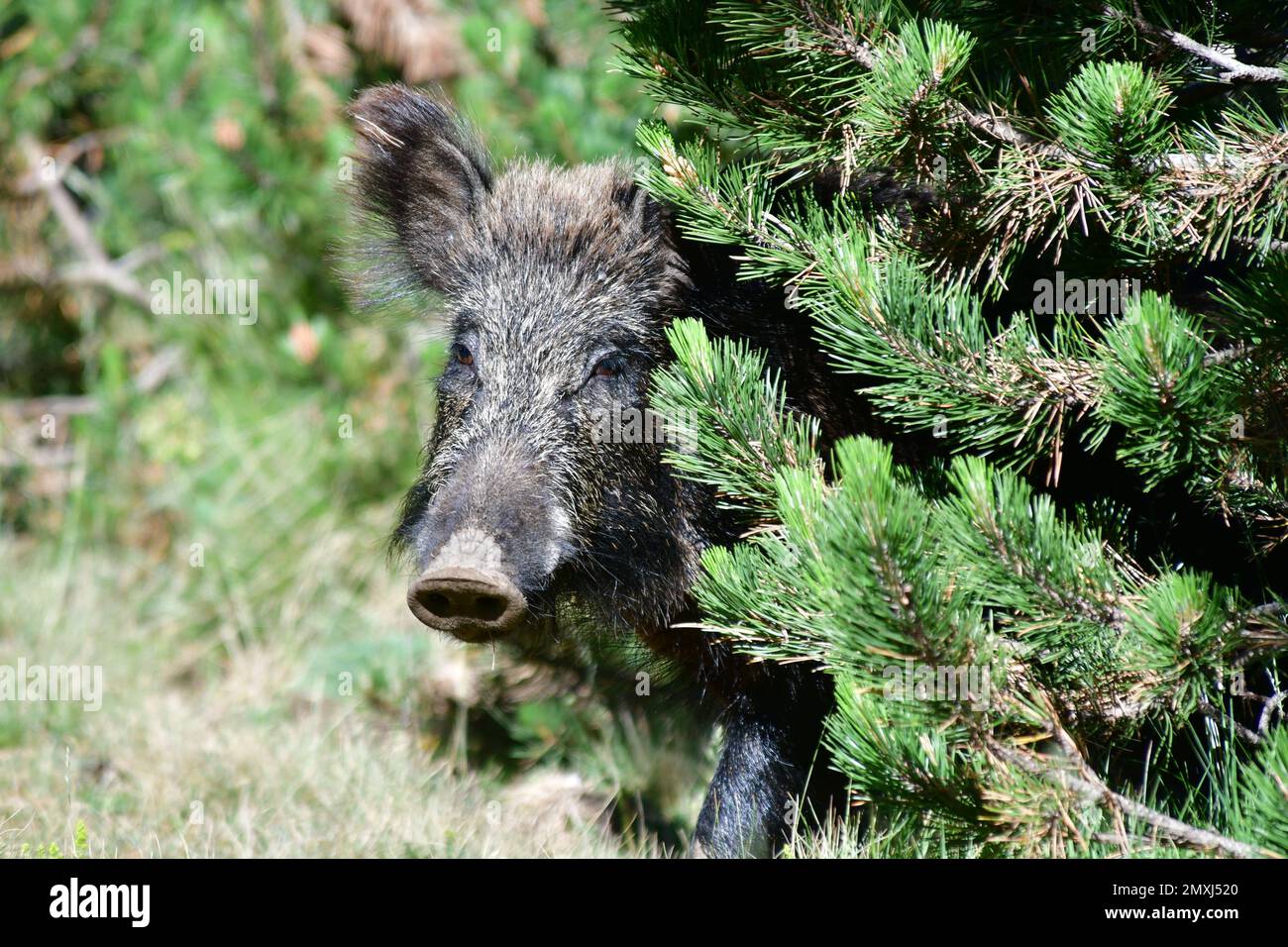 The close-up view of a Central European boar hiding behind the conifer ...