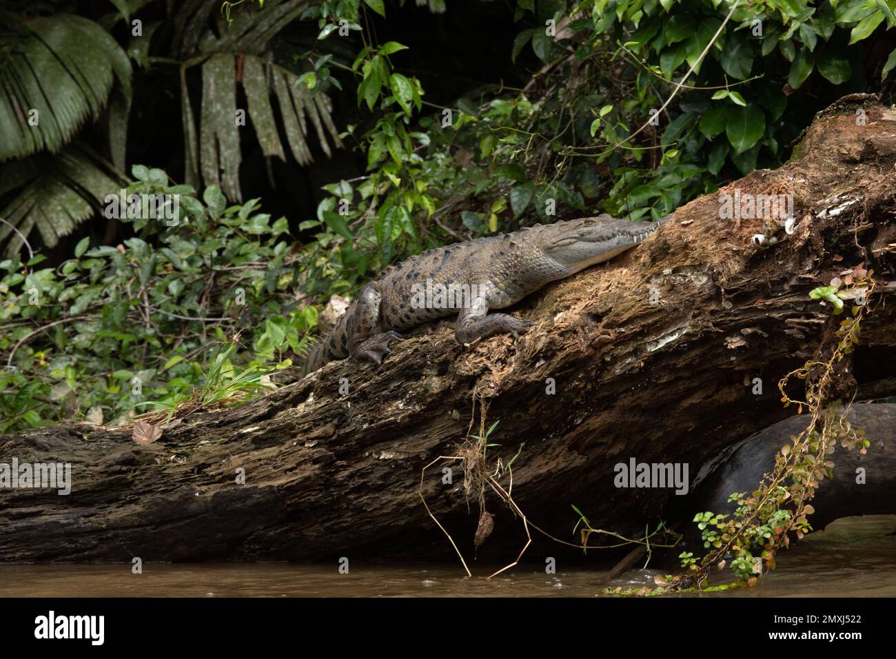 An alligator reptile resting on a tree branch in water in the forest ...