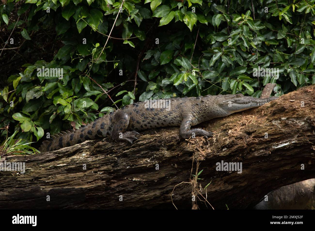 An alligator reptile resting on a tree branch in water in the forest ...