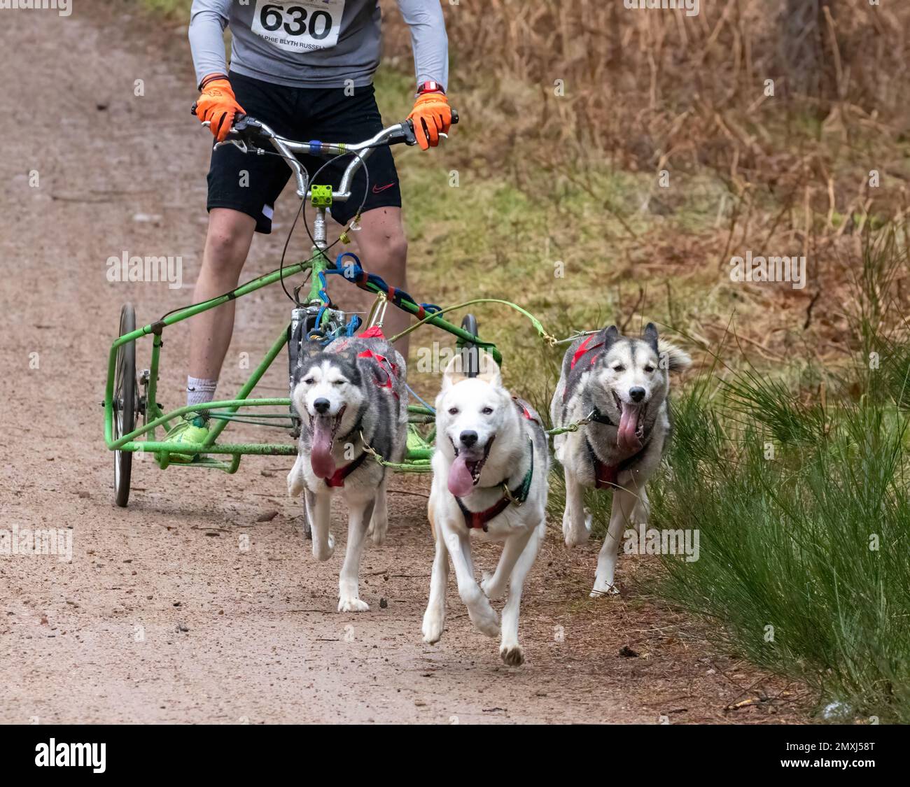 The running Siberian Husky sled dogs in harnesses in the autumn forest ...