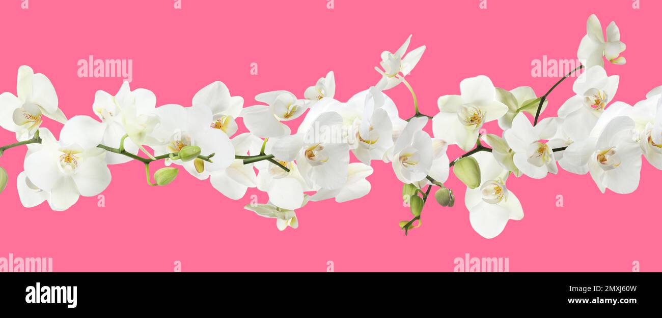 Branch of beautiful orchid on pink background. Banner design Stock ...