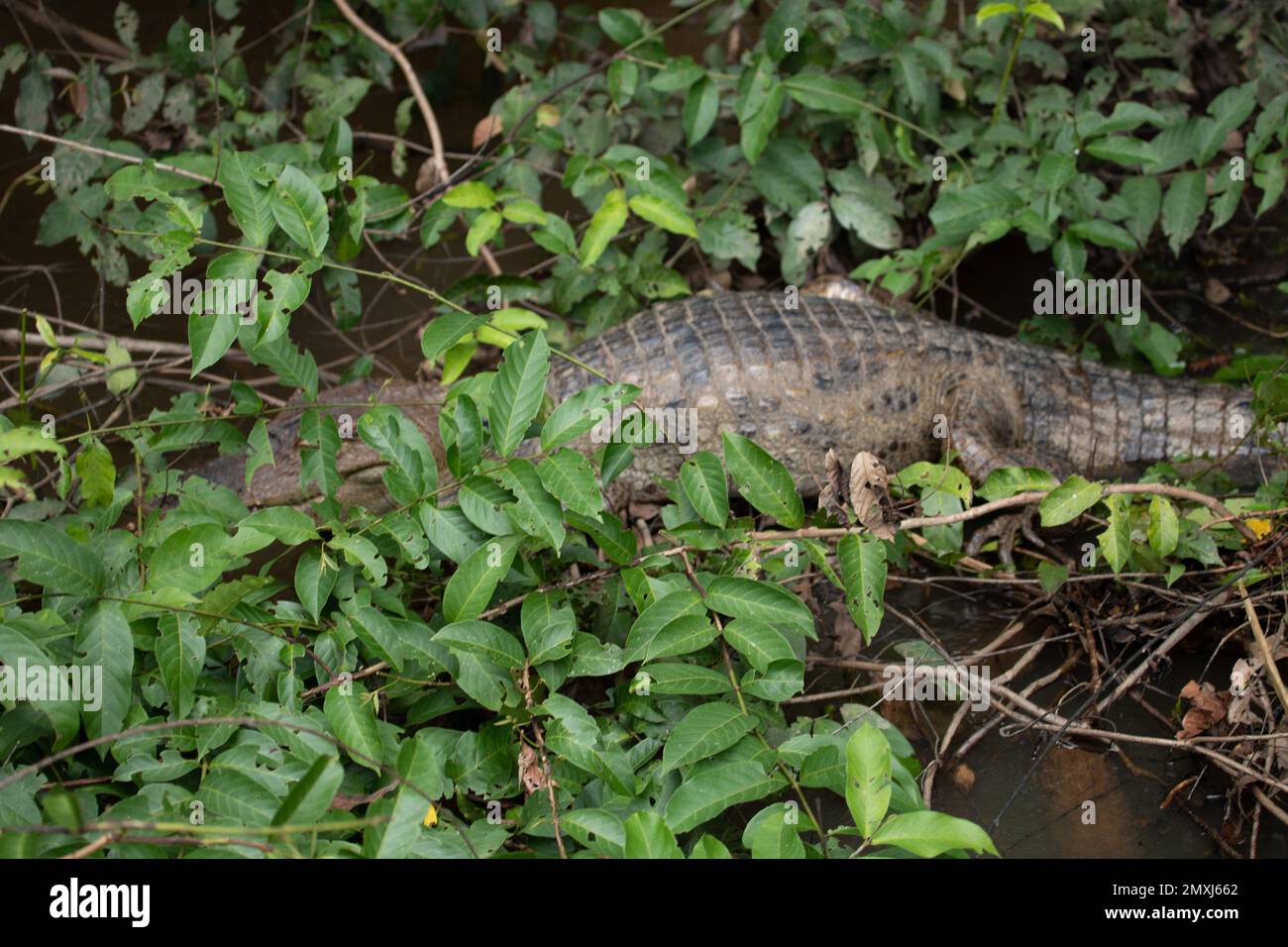An alligator walking on green area through swamp plants and water in ...