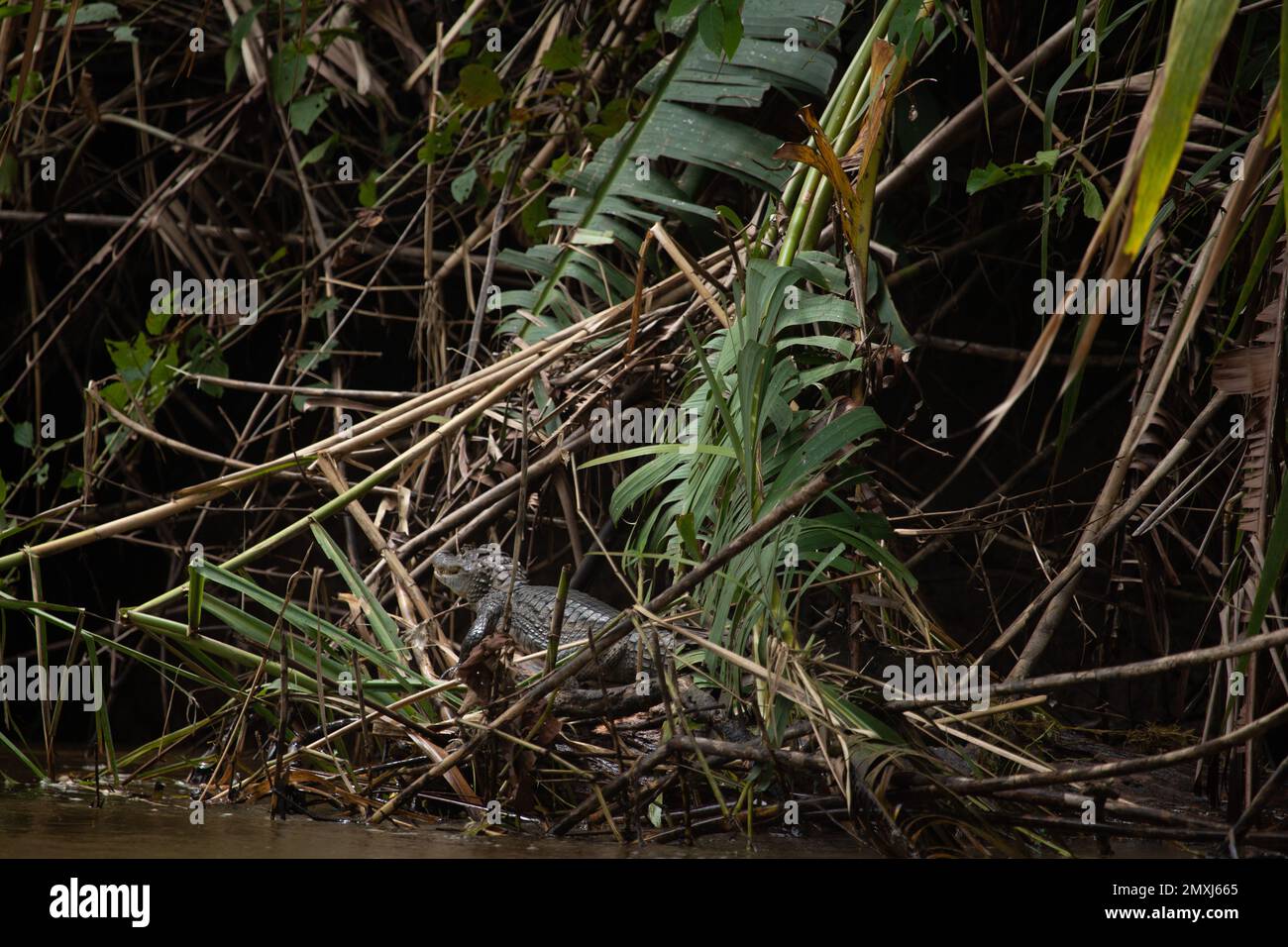 An alligator reptile walking through plants and trees on the beach by ...