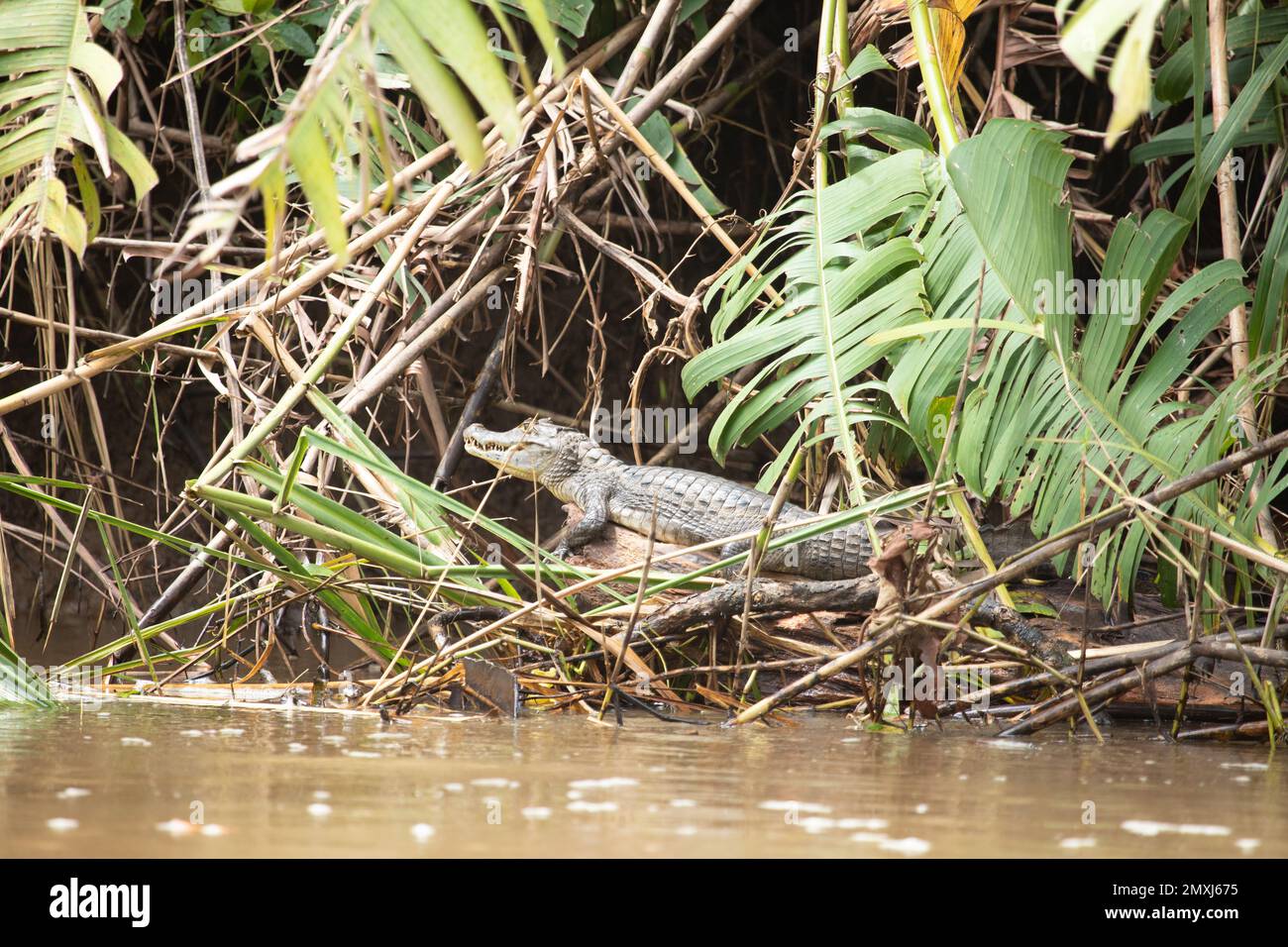 A baby alligator reptile walking on the beach with trees by the water ...