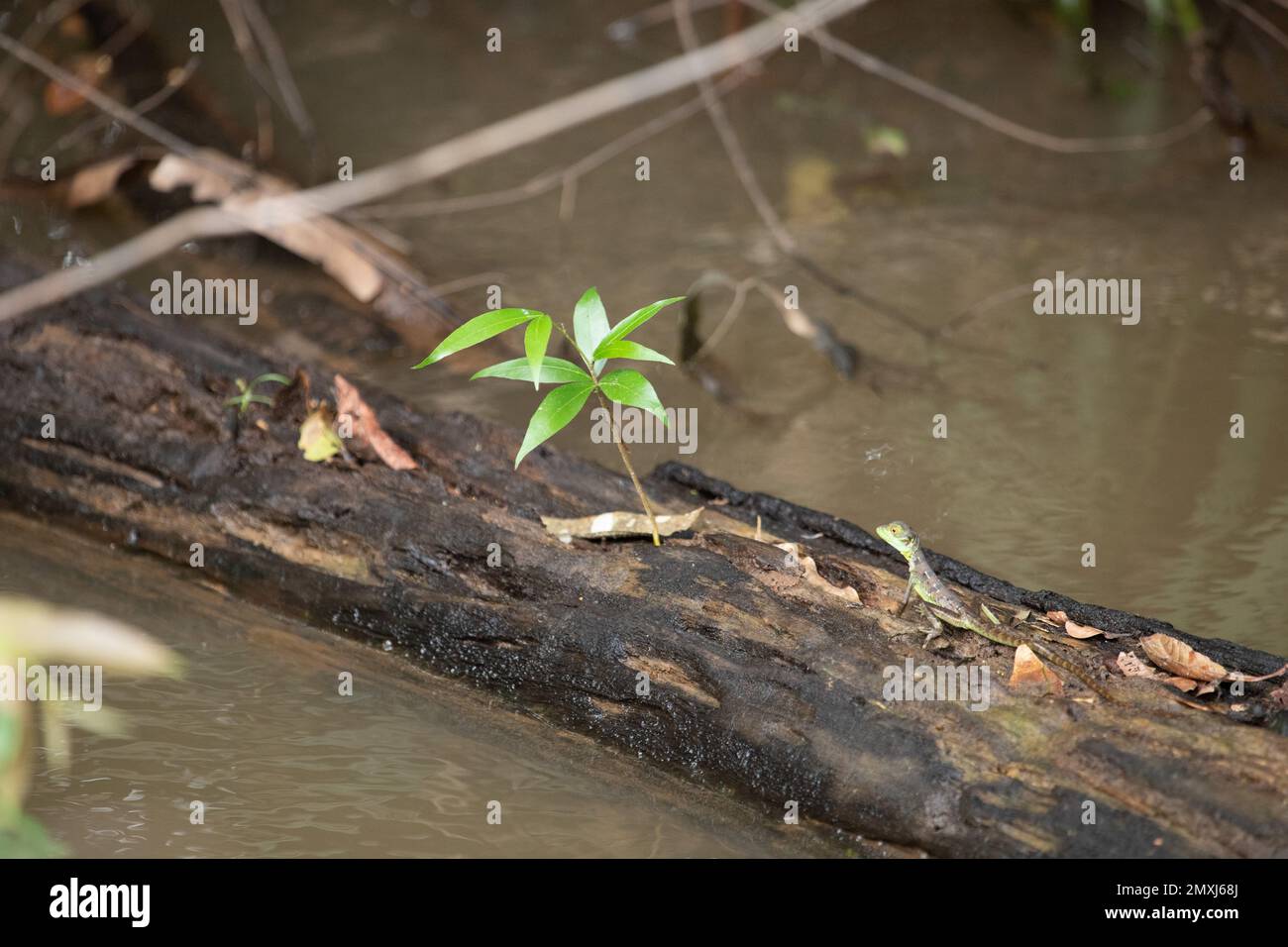 A small green plant growing out of the mud on a log IN THE FOREST Stock ...