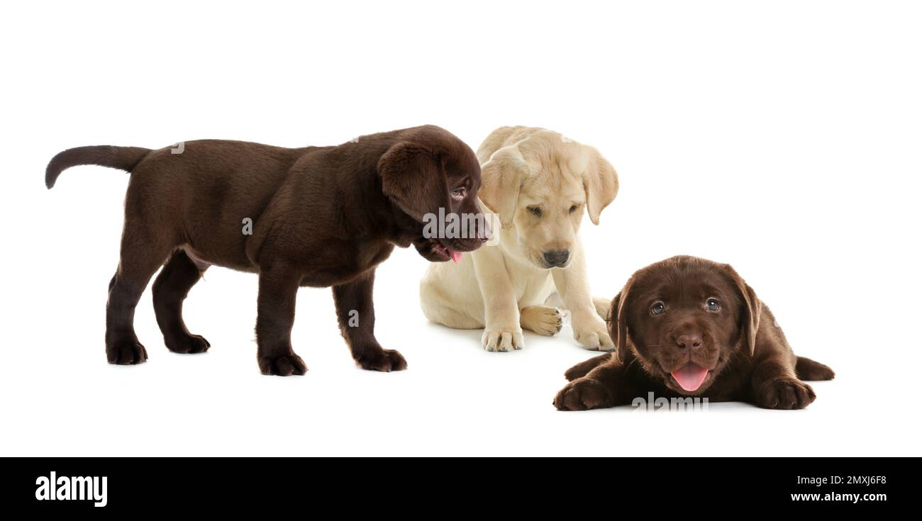 Set of adorable Labrador Retriever puppies on white background Stock ...