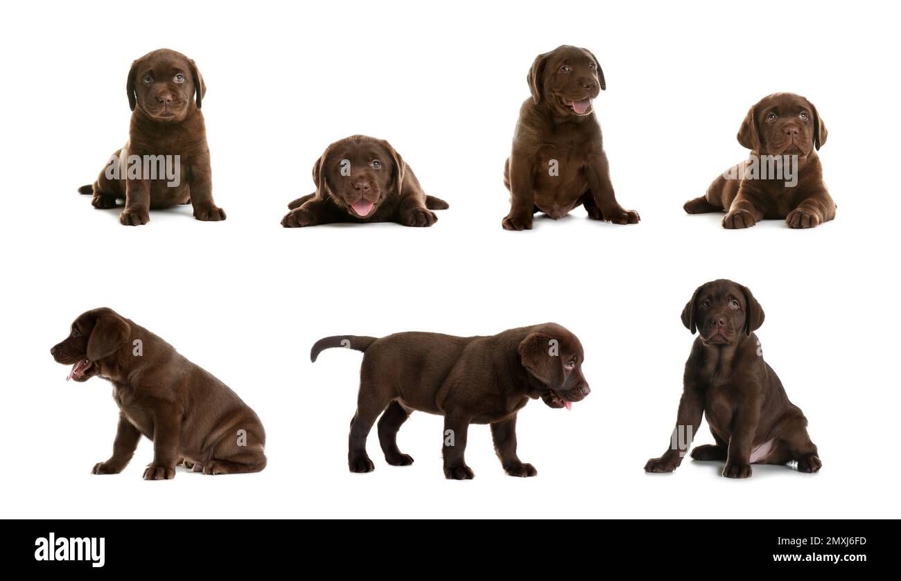 Set of Chocolate Labrador Retriever puppies on white background Stock ...