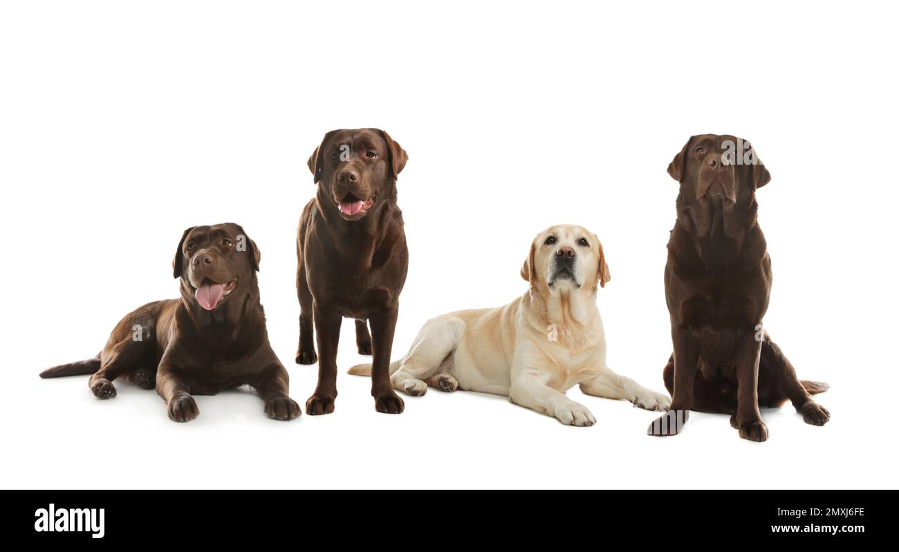 Set of adorable Labrador Retriever dogs on white background Stock Photo ...