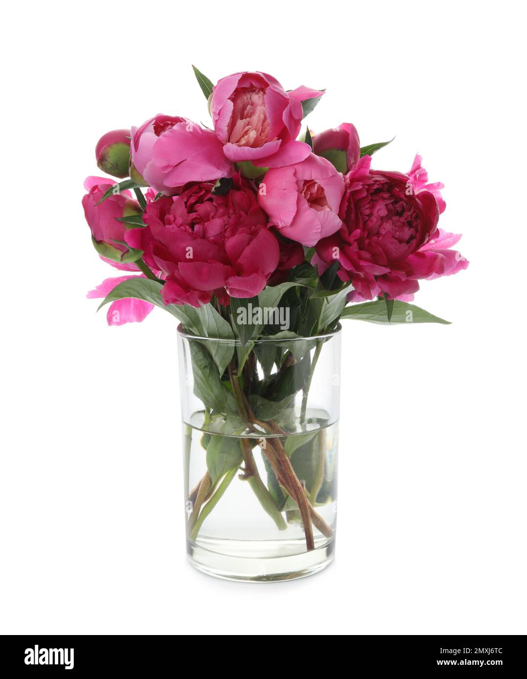 Beautiful peonies in vase isolated on white Stock Photo - Alamy