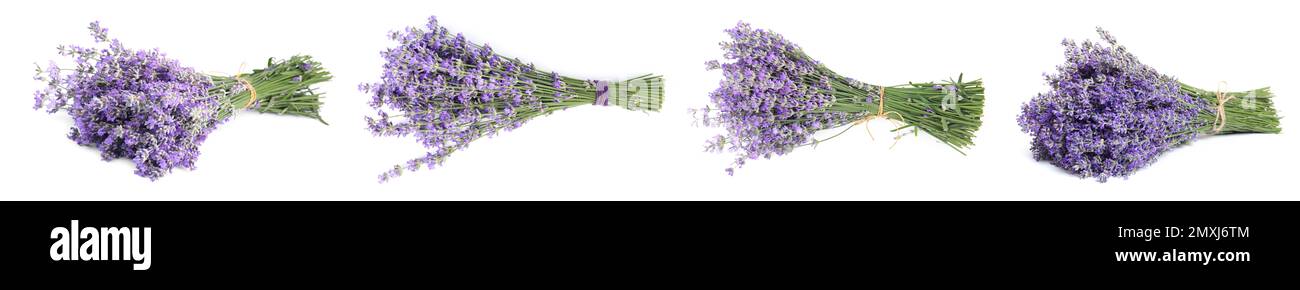 Set of beautiful tender lavender flowers on white background. Banner ...