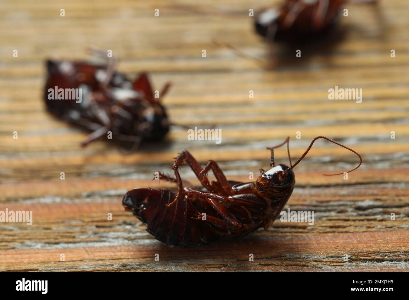 Dead brown cockroaches on wooden background, closeup. Pest control ...