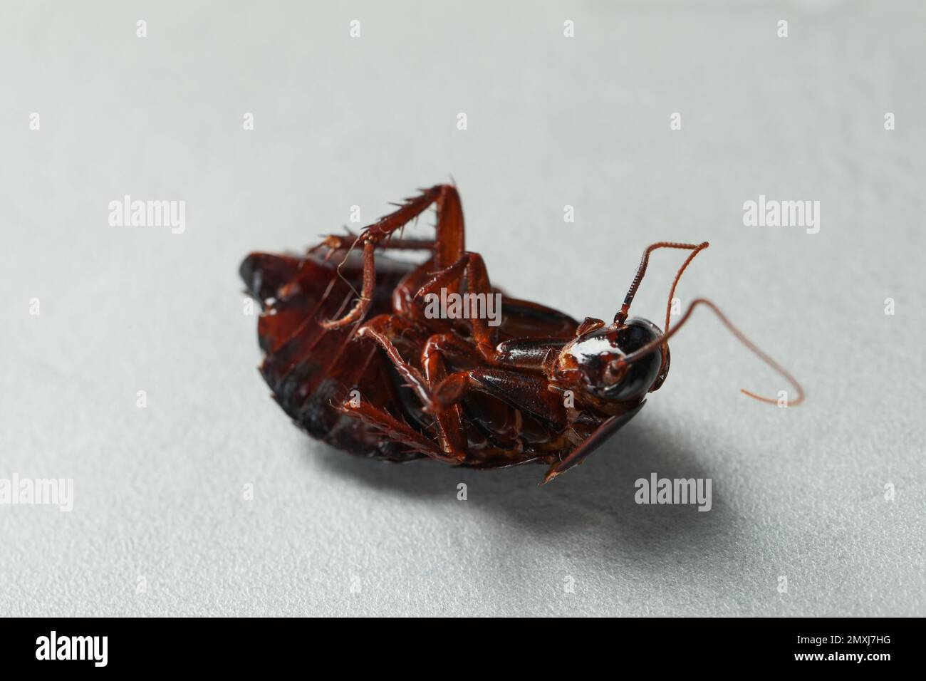 Dead brown cockroach on light grey background, closeup. Pest control ...