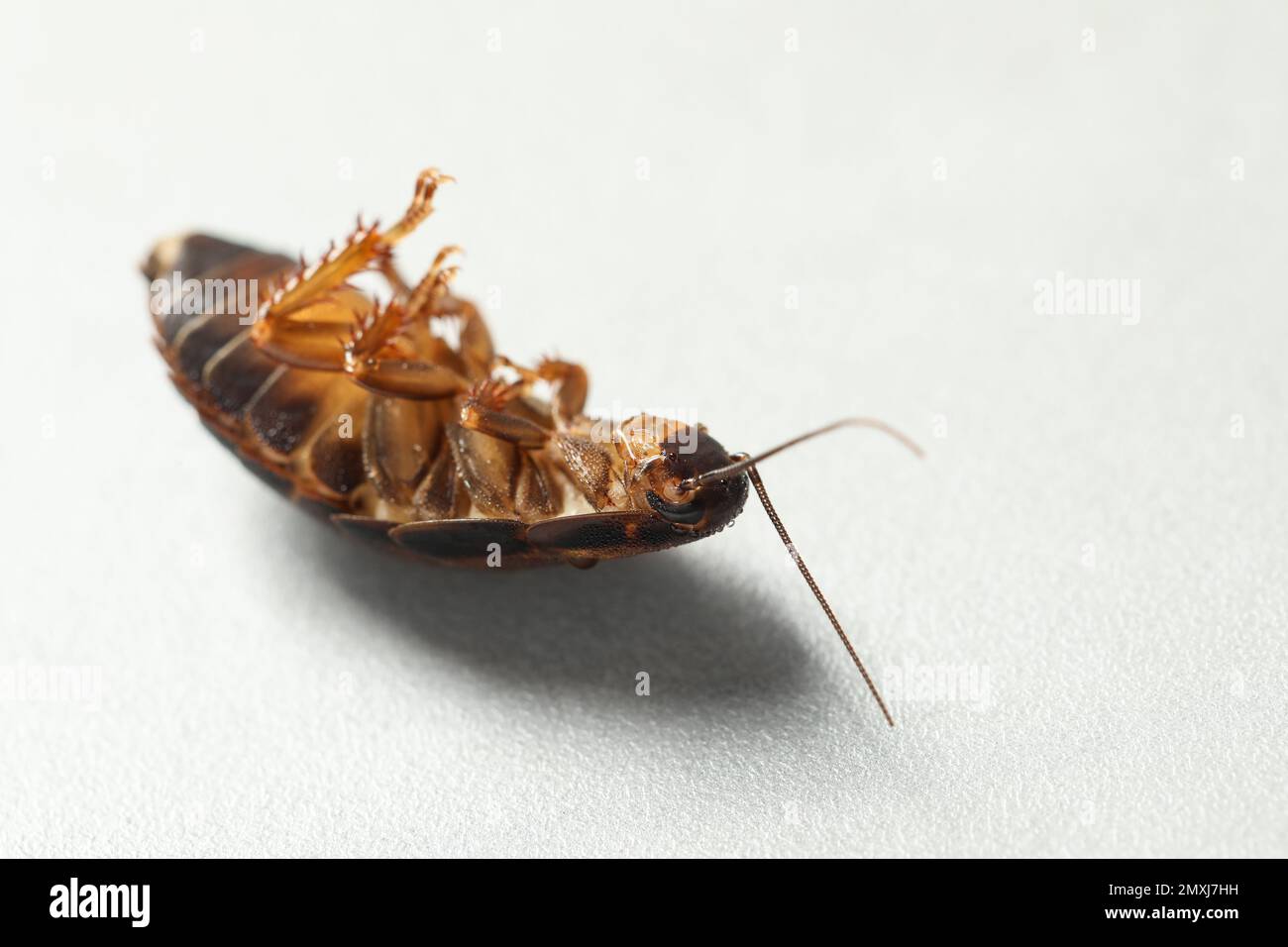 Dead brown cockroach on light grey background, closeup. Pest control ...