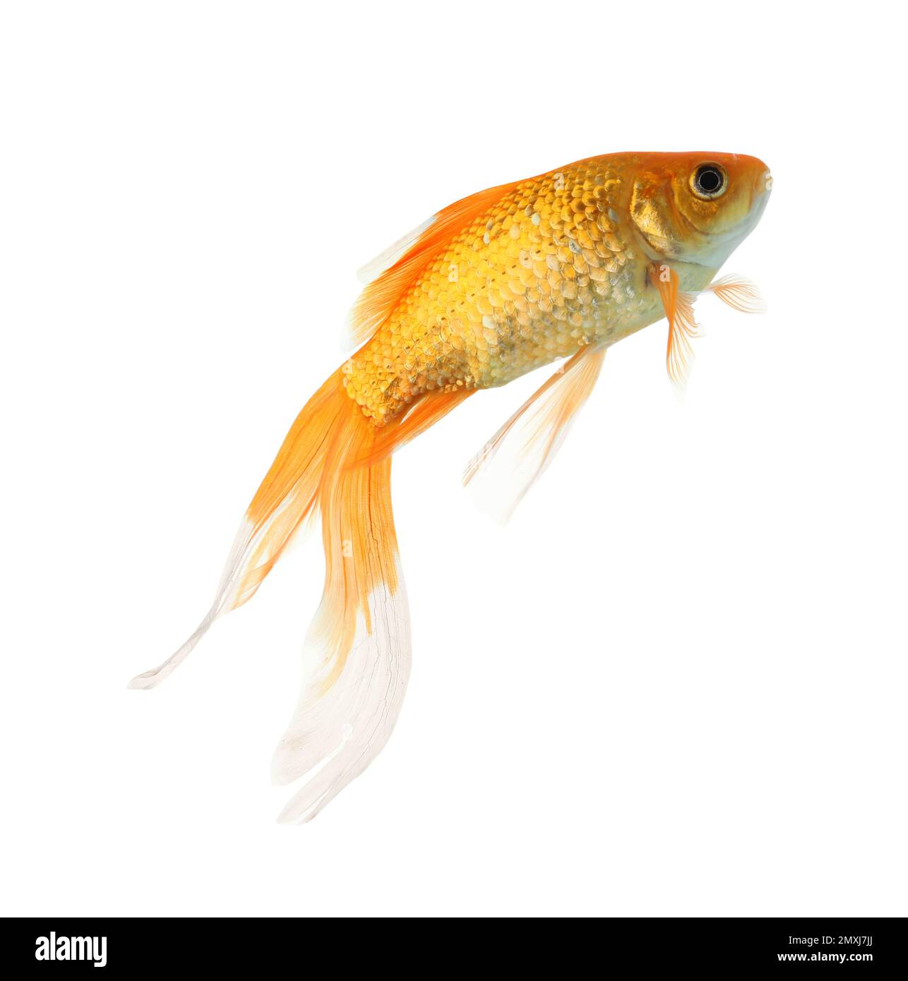 Common goldfish aquarium Cut Out Stock Images & Pictures - Alamy